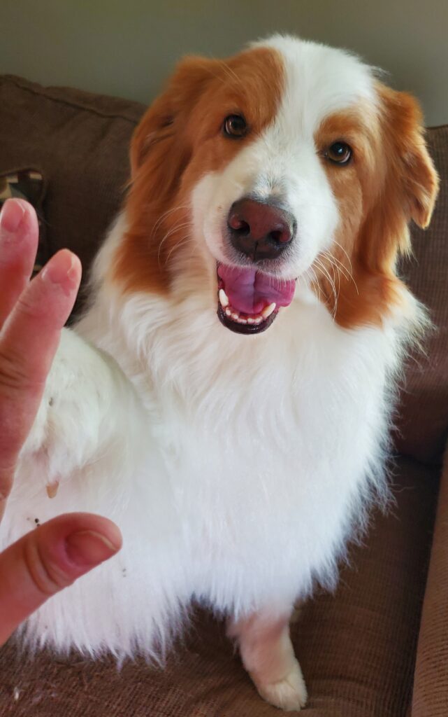 Photo Gallery – Del-Otse-Nango Kennel Club