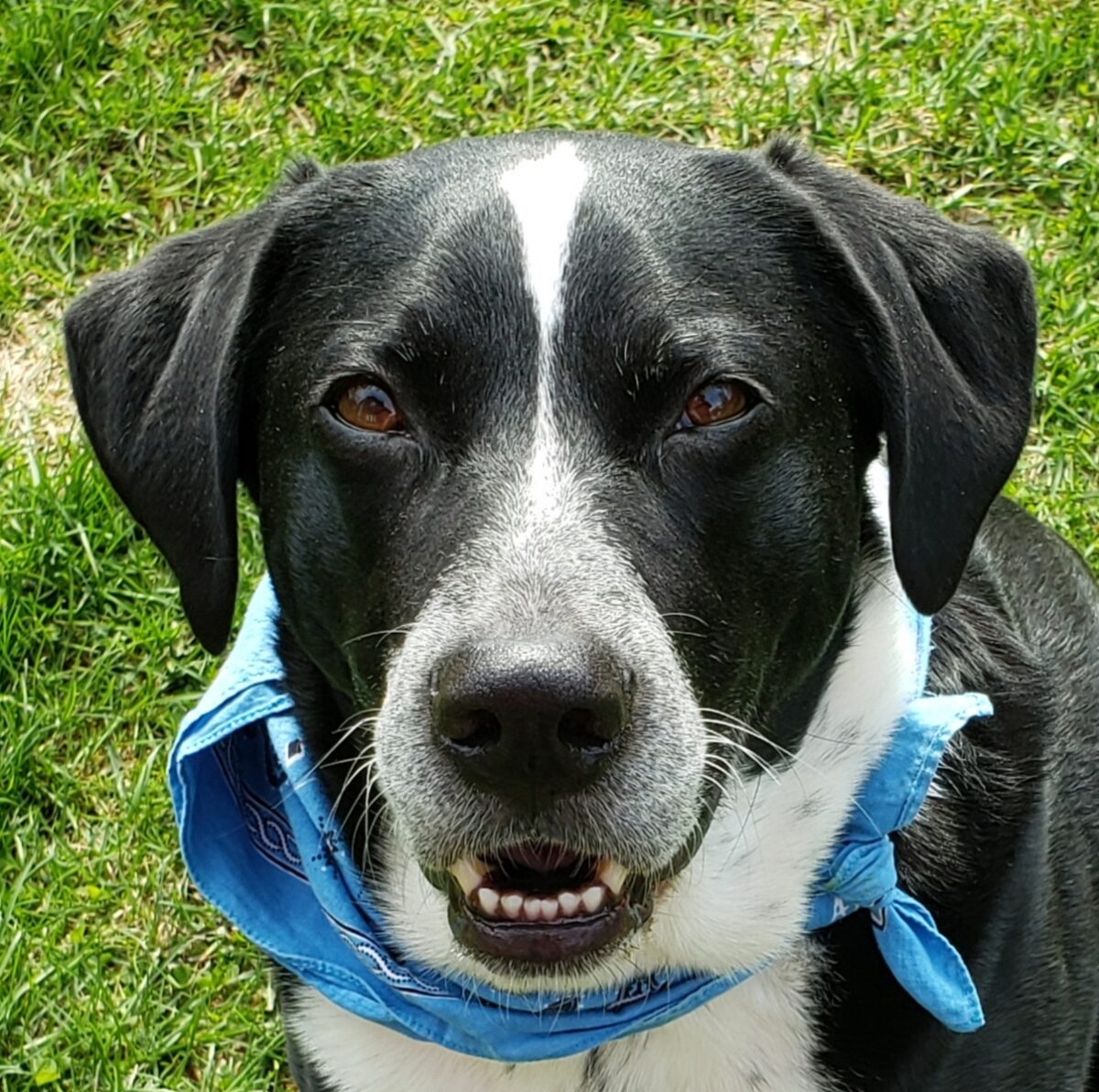 Photo Gallery – Del-Otse-Nango Kennel Club