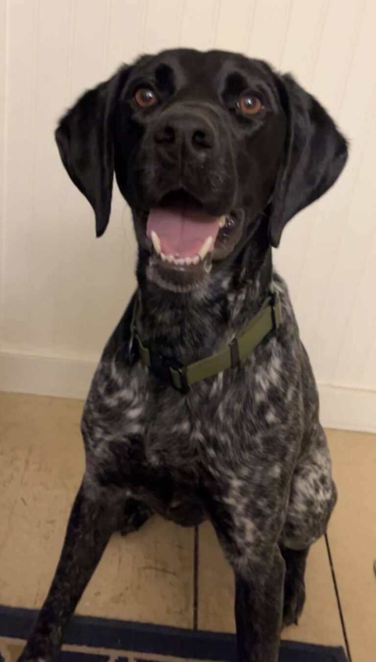 Photo Gallery – Del-Otse-Nango Kennel Club