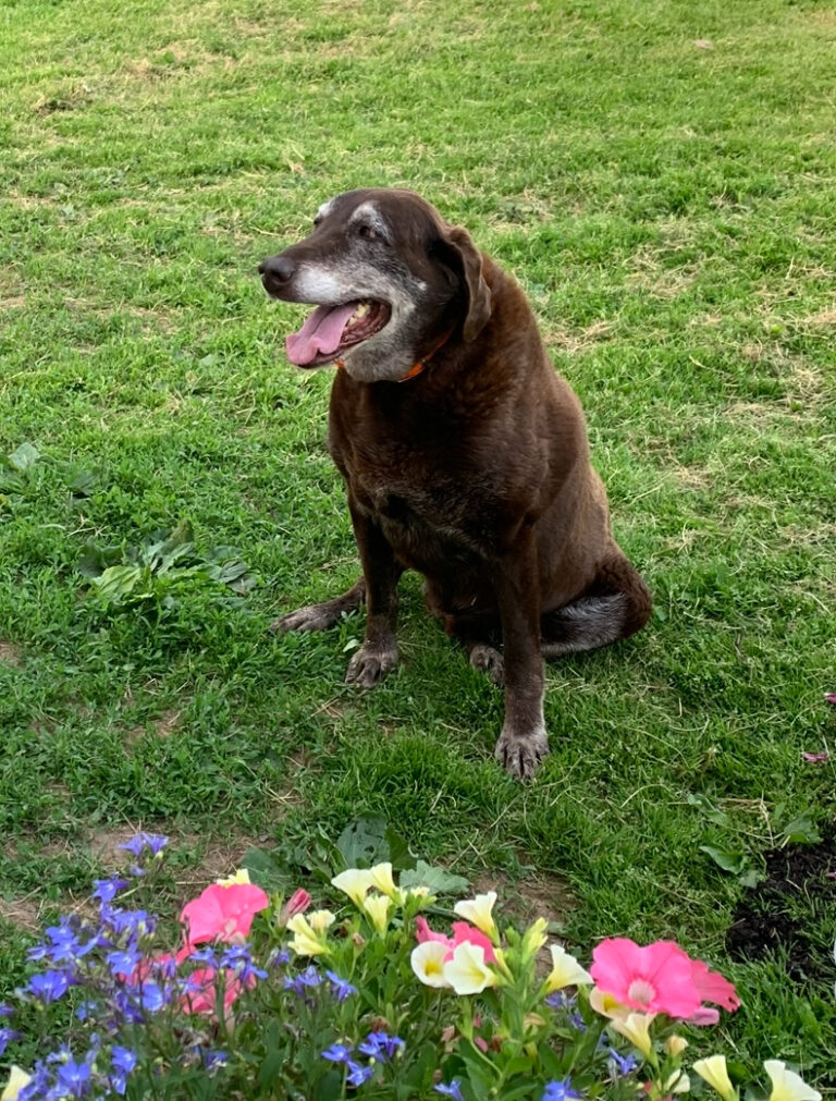 Photo Gallery – Del-Otse-Nango Kennel Club