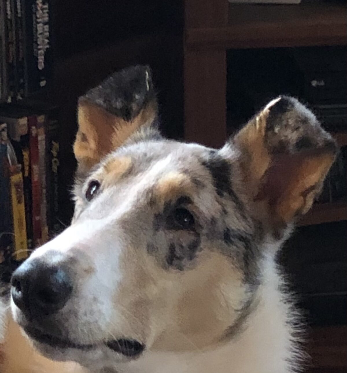 Photo Gallery – Del-Otse-Nango Kennel Club